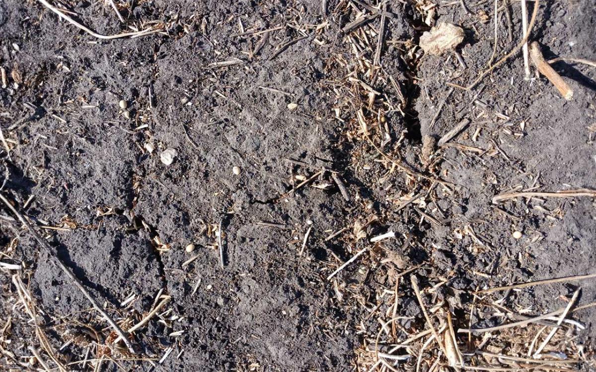 Getting Started With Bison Ranching