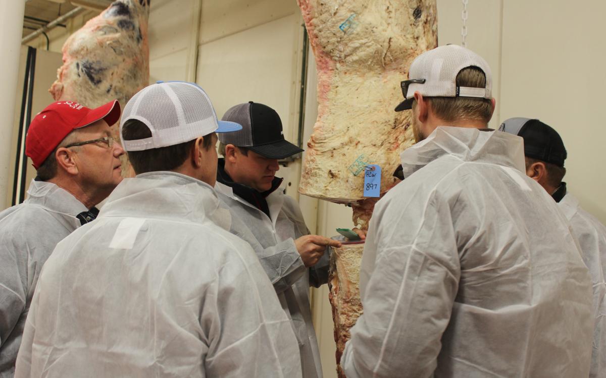 Beef Carcass Yield Grades: What do they mean and how are they calculated?