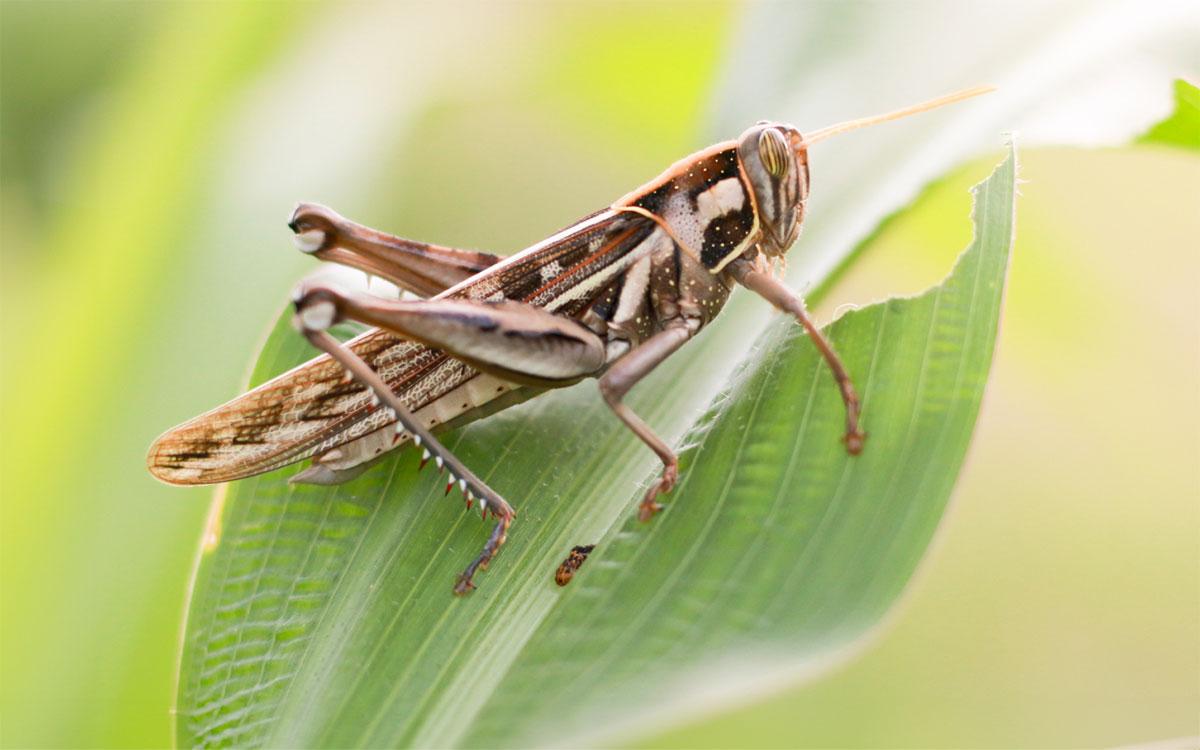 Green Lacewings: Beneficial Predators for Both Small and Large-Scale ...