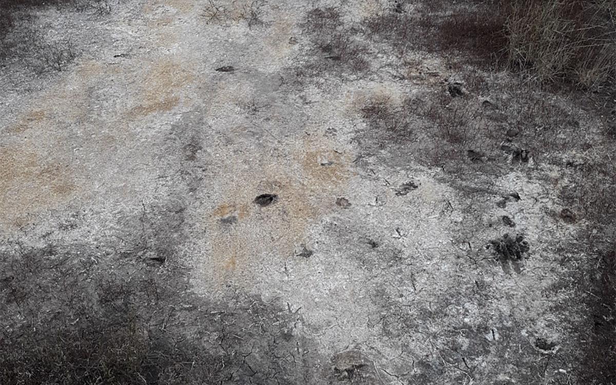 Soil Penetration Resistance as a Soil Health Indicator