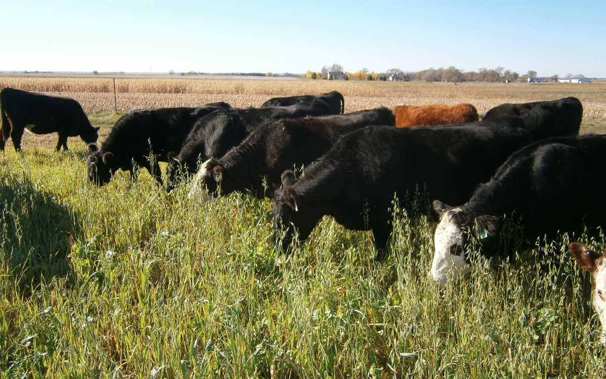 The Lasting Effects of Overgrazing on Rangeland Ecosystems