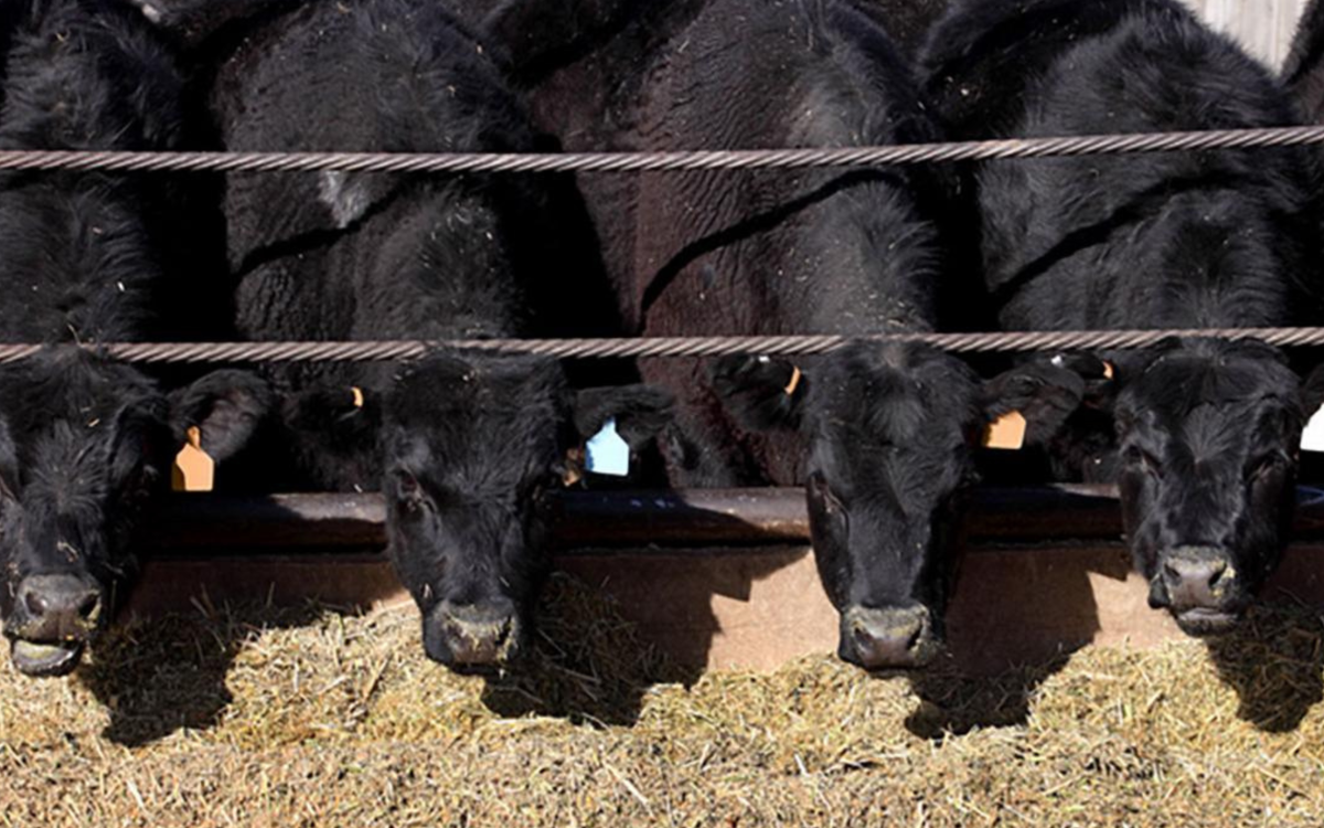 Rumen Degradable Protein Versus Rumen Undegradable Protein