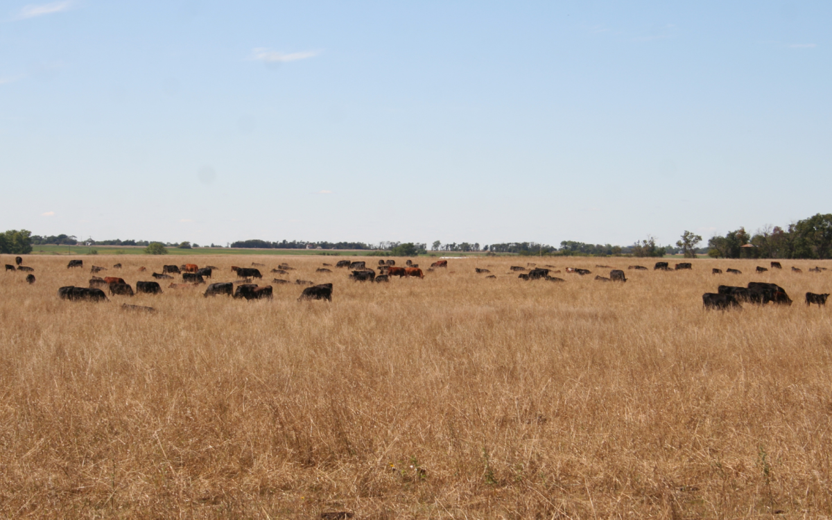 Using the ‘Grazing Stick’ To Assess Pasture Forage