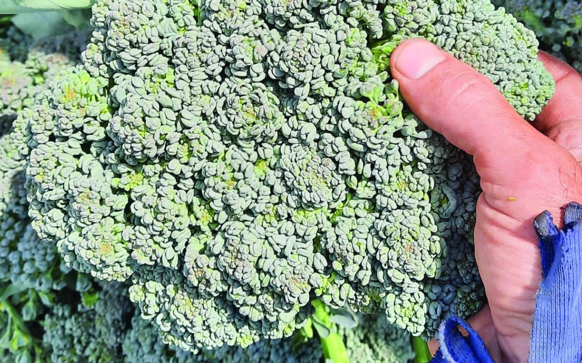 Understanding And Managing Cucumber Mosaic Virus