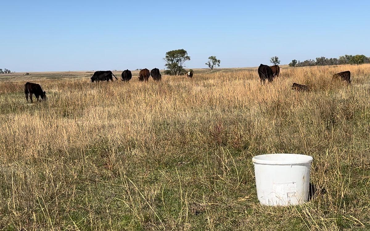 Considerations of Urea Use in Cattle Rations