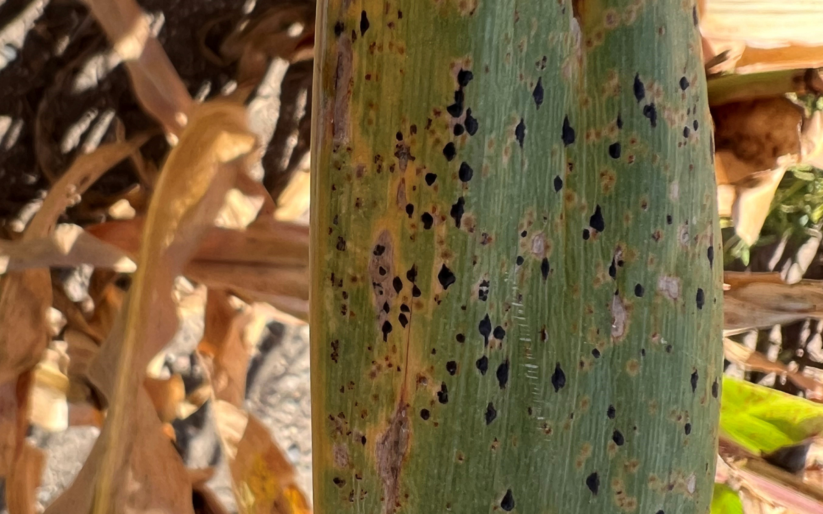 Holcus Spot or Plant Injury?