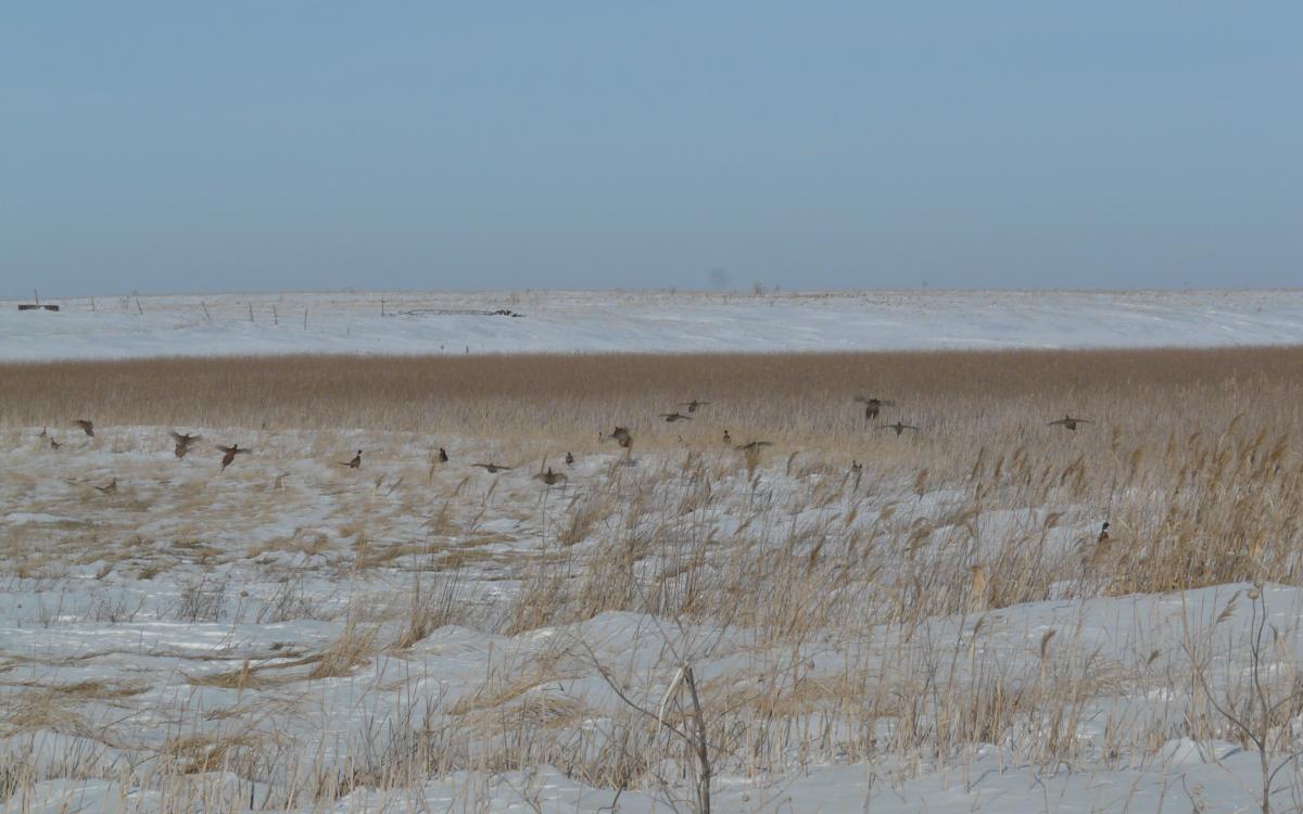 The Lasting Effects of Overgrazing on Rangeland Ecosystems