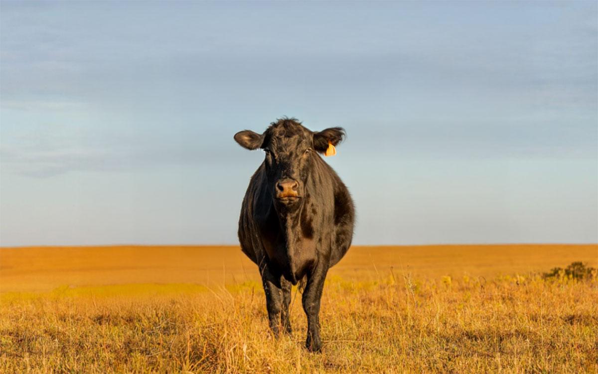 Cattle Confinement Facilities: Management Considerations