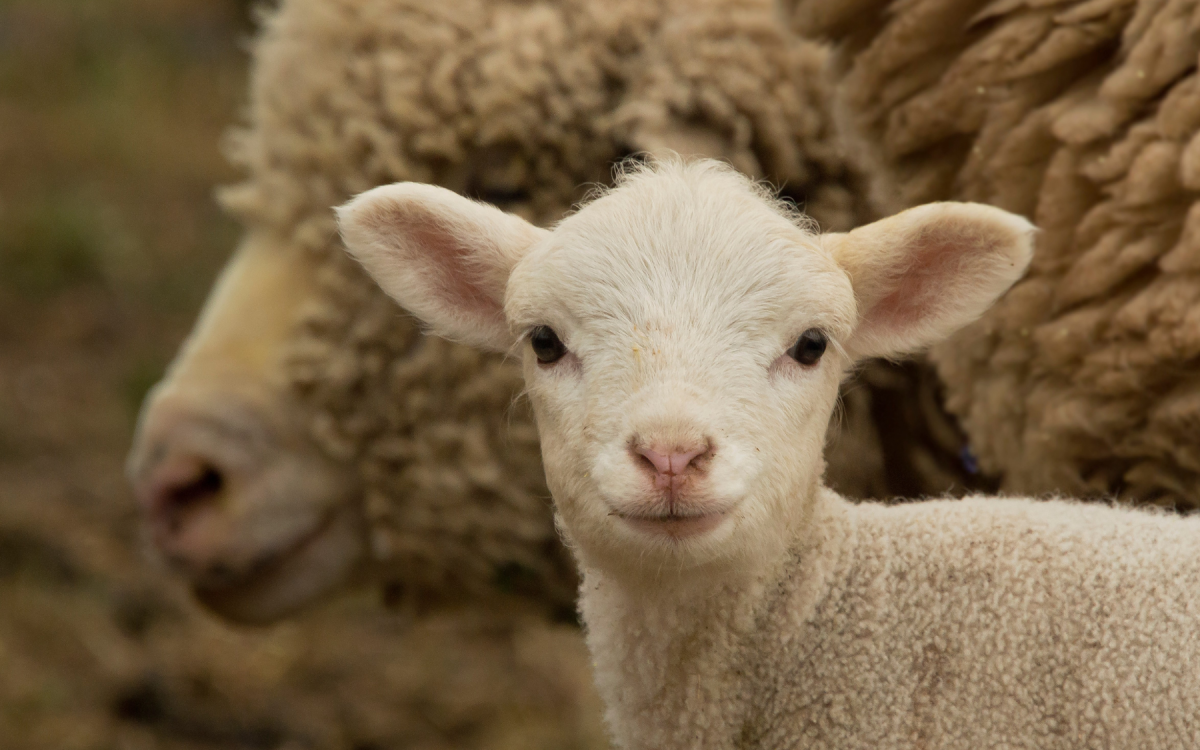 Lamb Birth Weights in Relation to Lamb Survivability