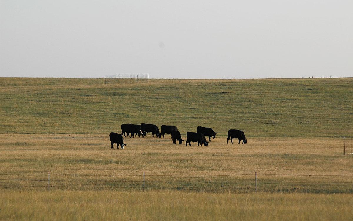 Considerations of Urea Use in Cattle Rations