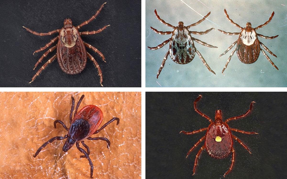 Using the ‘Grazing Stick’ To Assess Pasture Forage