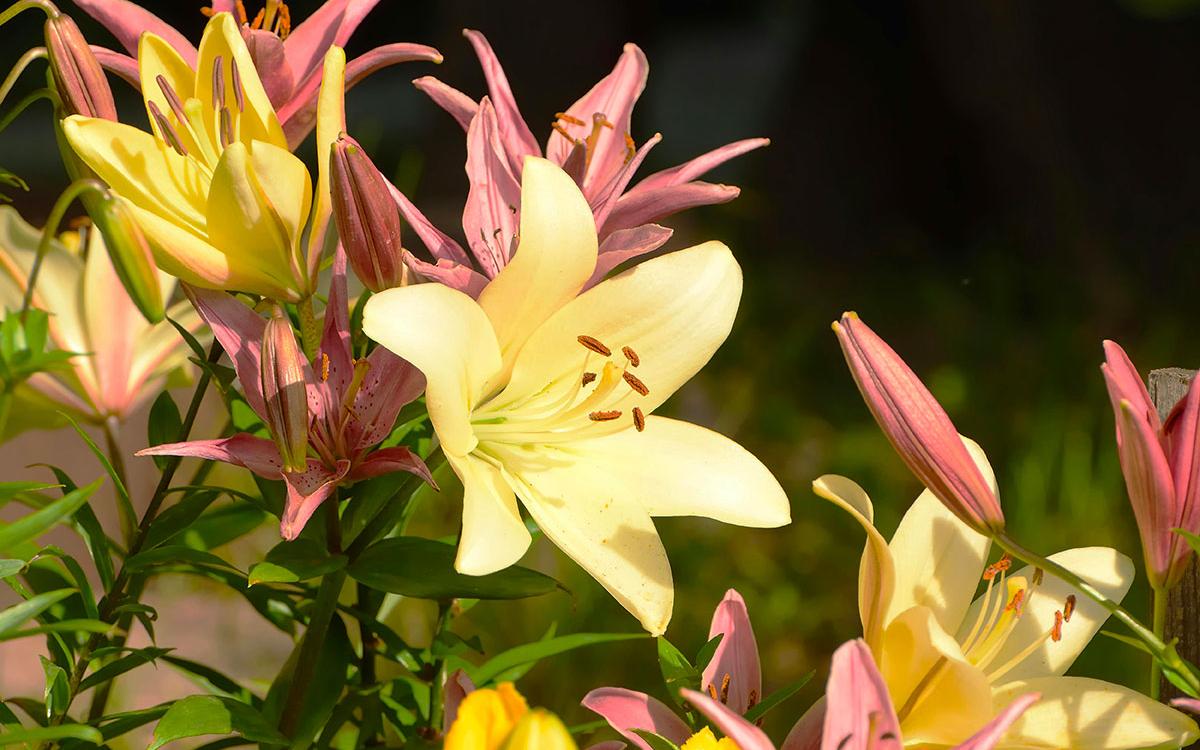 How to Store Leftover Garden Seeds