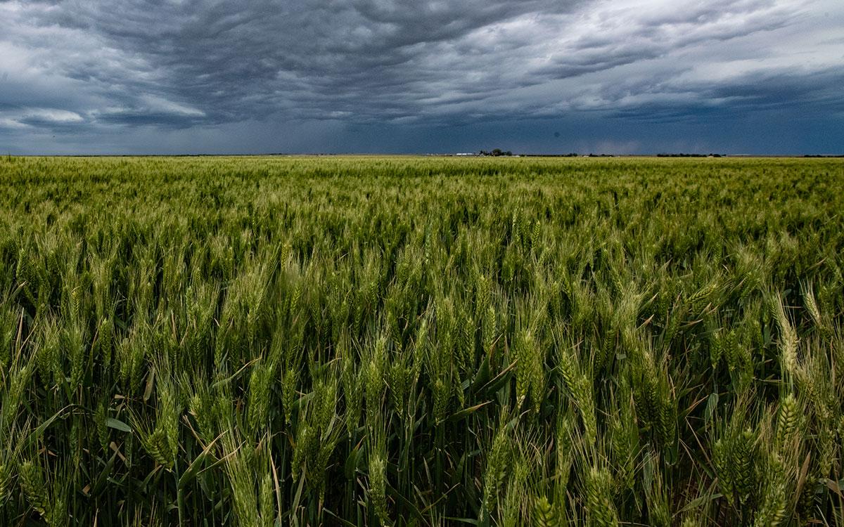 What Makes Winter Wheat a “Winter Wheat”?