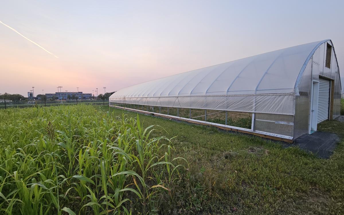 Leeks: Harvest and Storage