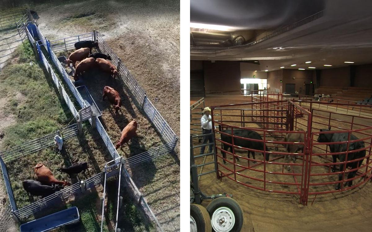 Considerations of Water for Sustainable Swine Production