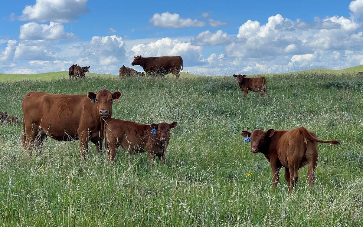 Hormones in Beef: Myths vs. Facts