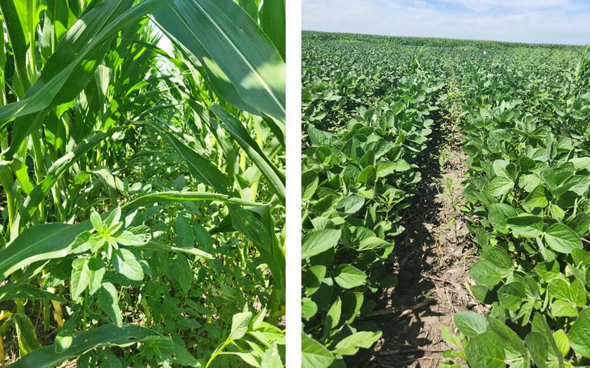 South Dakota Pest Management Guides
