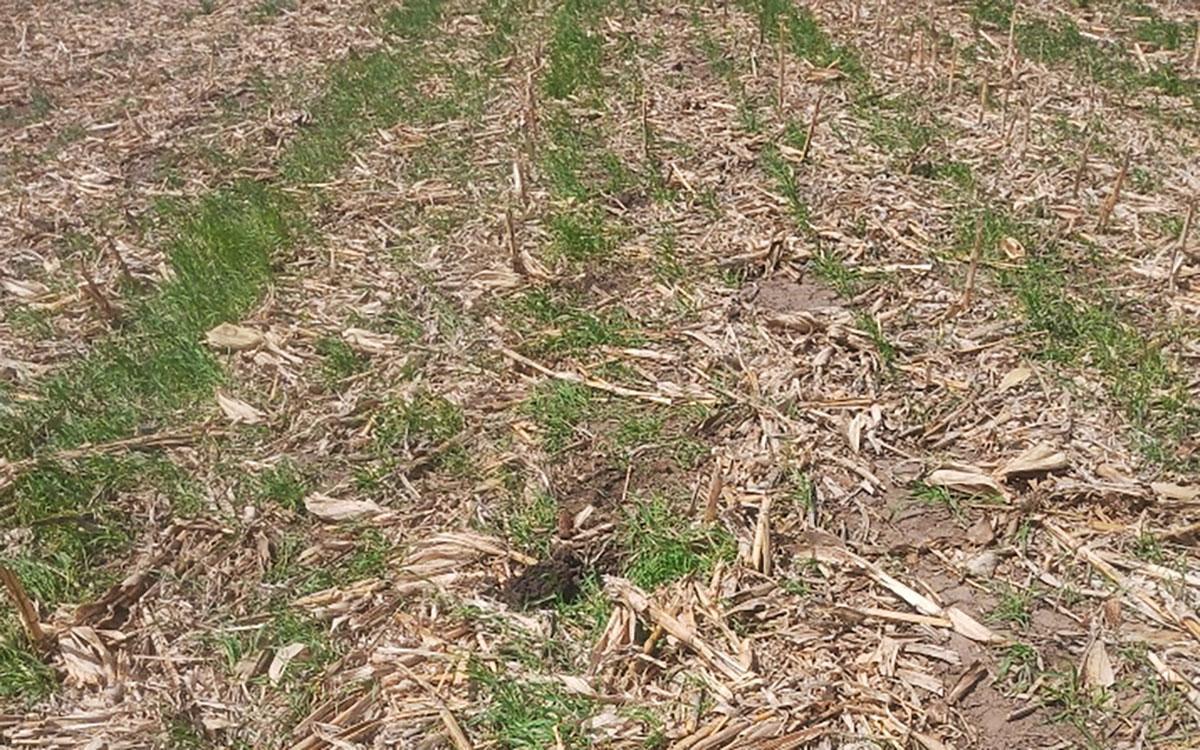 Inter-Seeding Cover Crops into Corn
