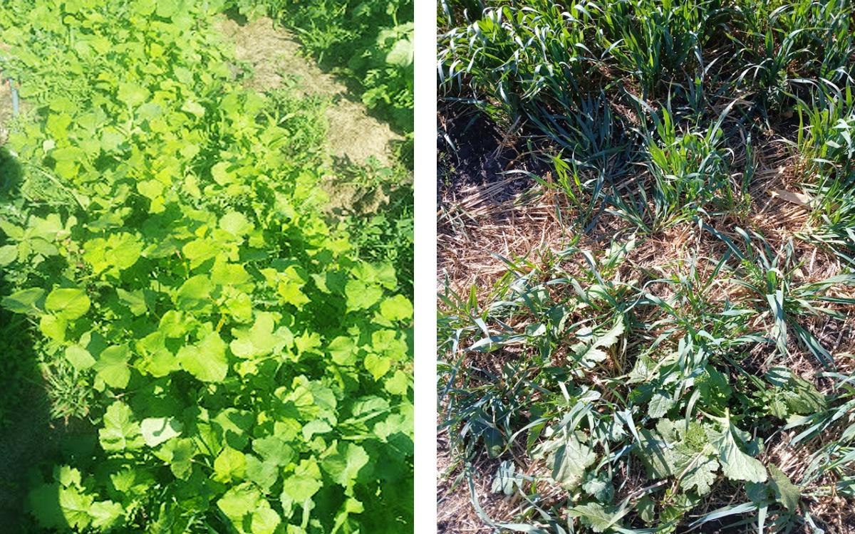 Feeding Hybrid Rye Grain to Cattle