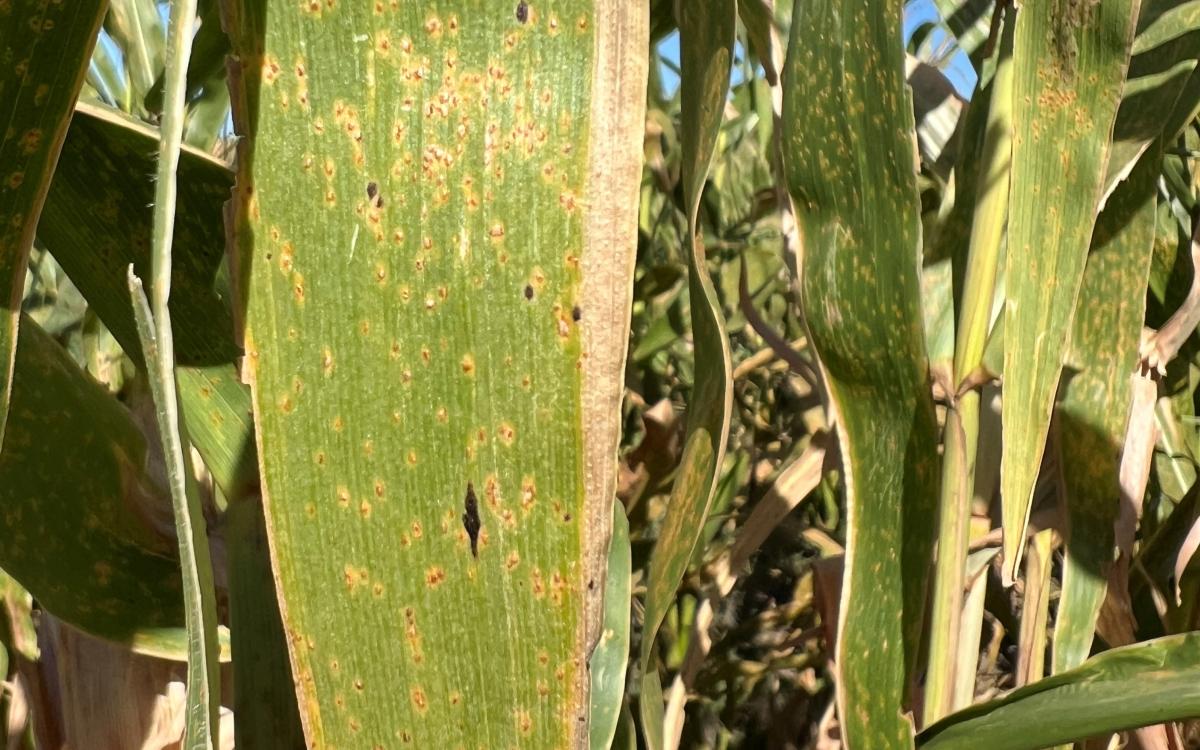 Gibberella and Fusarium Ear Rots Developing in Corn