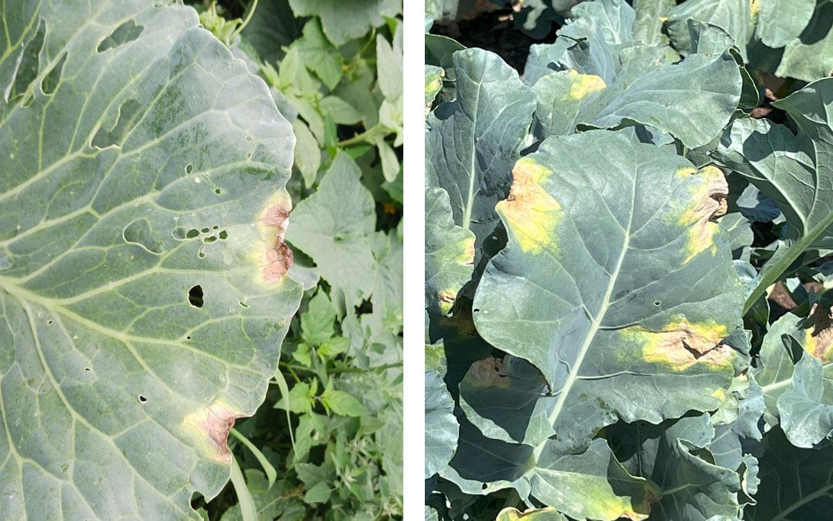 Understanding and Managing Cucumber Mosaic Virus