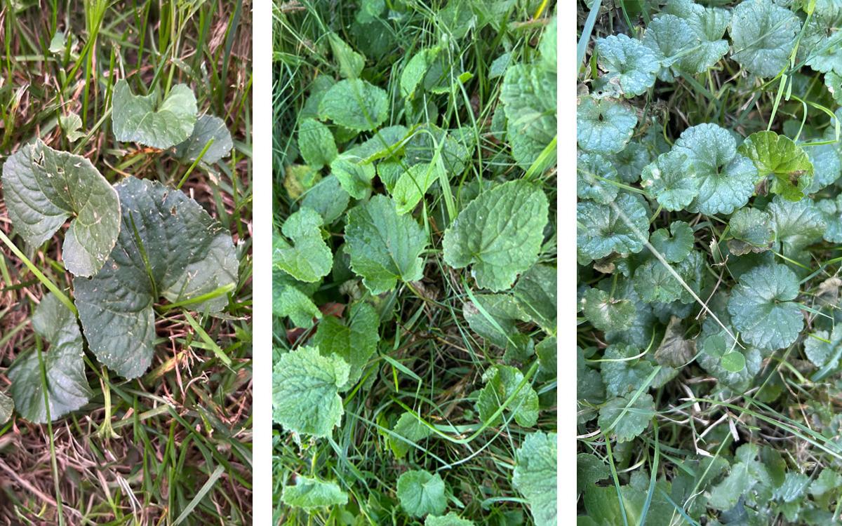 Insects Are Being a Nuisance This Fall