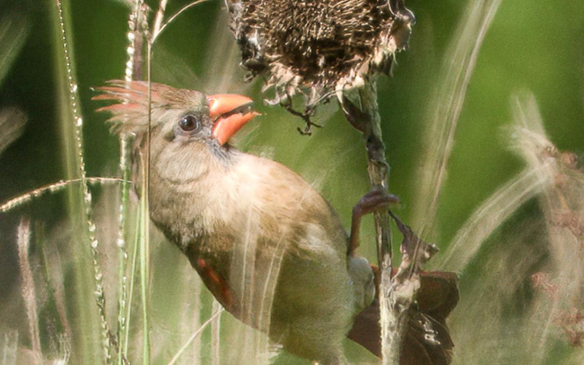 Sweetgrass and White Sagebrush: Native Plants with Medicinal Uses