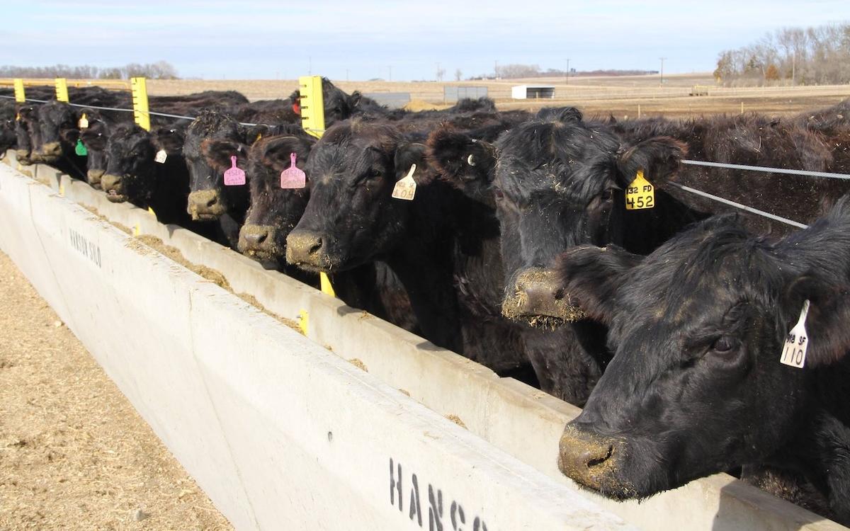 Beef Carcass Yield Grades: What do they mean and how are they calculated?