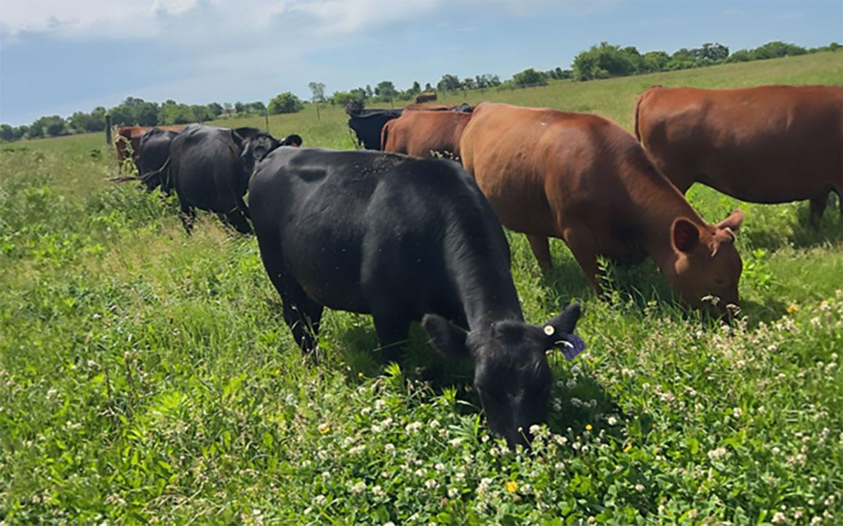 Beef Carcass Yield Grades: What do they mean and how are they calculated?