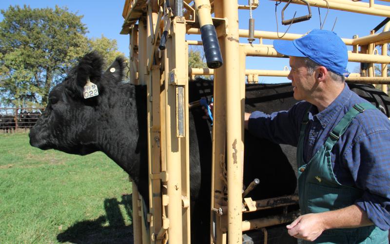 Setting Up Replacement Heifers for Breeding with CIDR Protocols