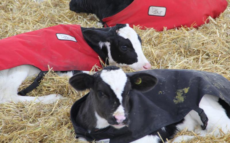Managing Orphaned Calves