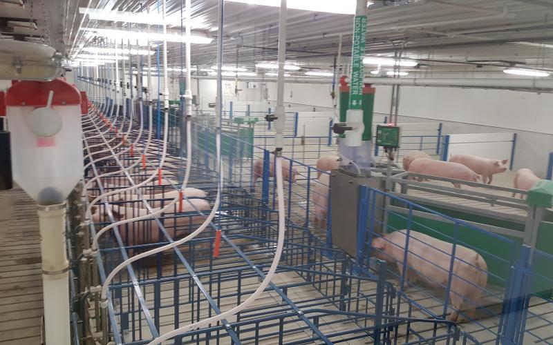 Sore Mouth: A “Pox” Virus for Sheep