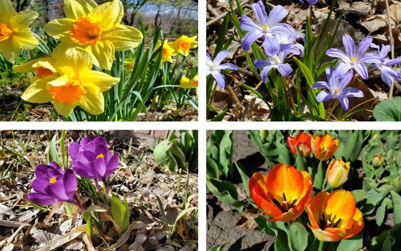 Early Spring Bloomers