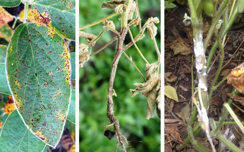 Bacterial Blight Common in Soybean Fields