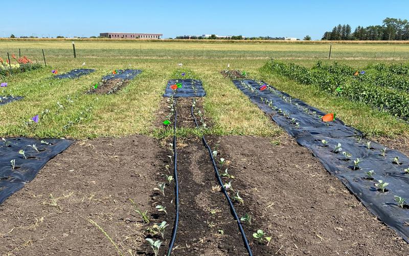 Clover Cover Crops as a Living Mulch for Pepper Production in Eastern ...