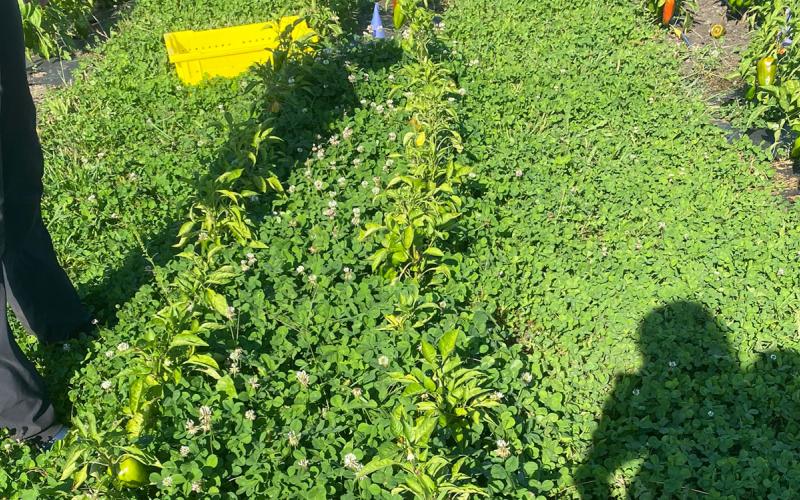 Integrating Clover Cover Crops for Pepper and Broccoli Production Integrating Clover Cover Crops for Pepper and Broccoli Production