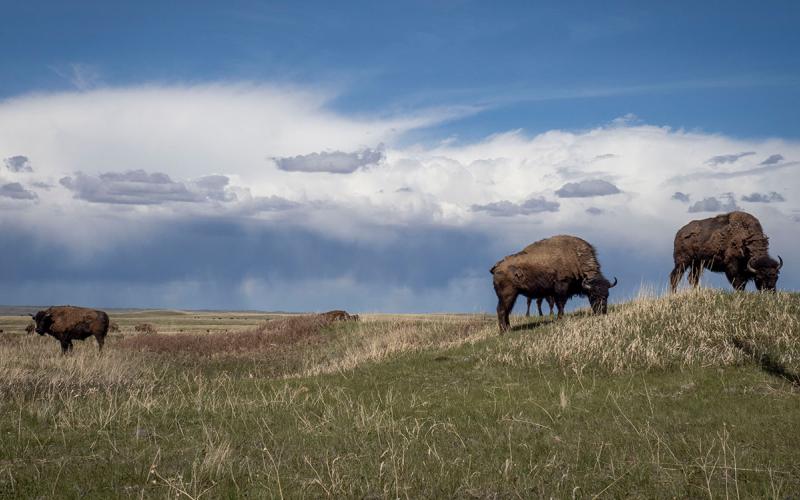 Are bison amenable or non-amenable? How does the definition of bison ...