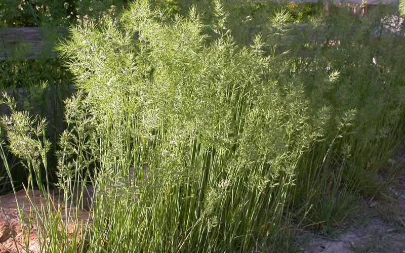 Invasive Grasses: Medusahead