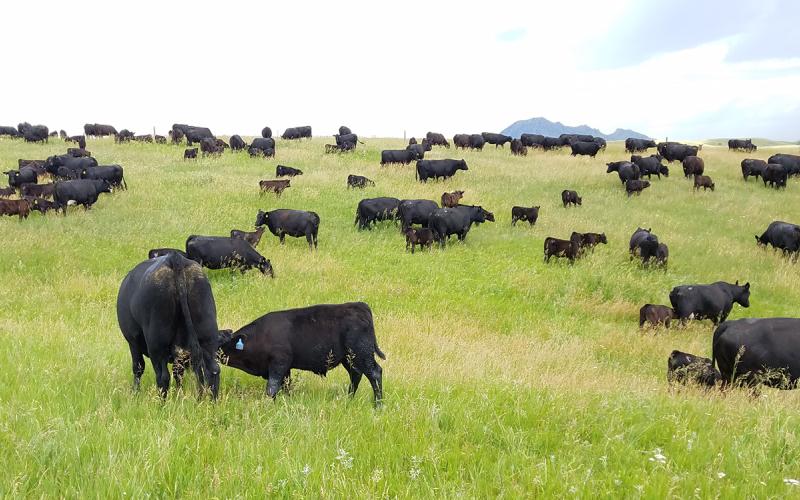 2021 Beef Cow Synchronization Protocols