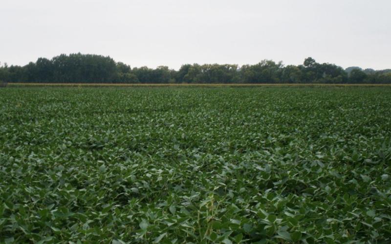Soybean Variety Trial Results