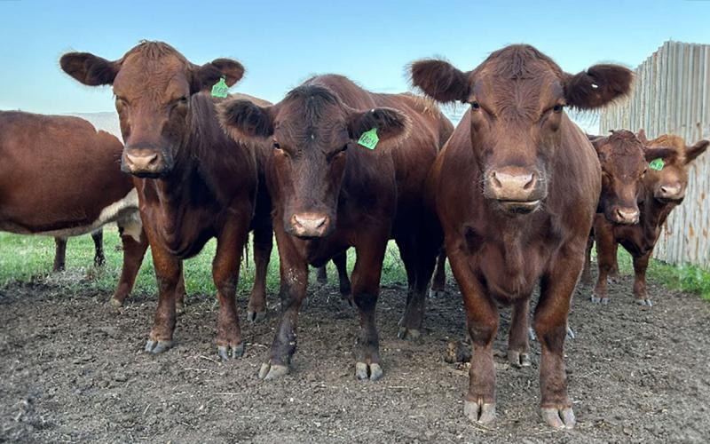 Feed at Night, Calve During the Day
