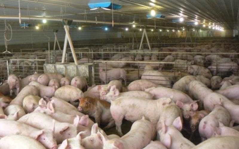 Nursery Pig Management