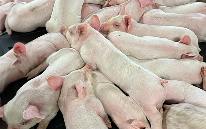 Is it Done Yet? How to Determine Meat is Cooked Properly