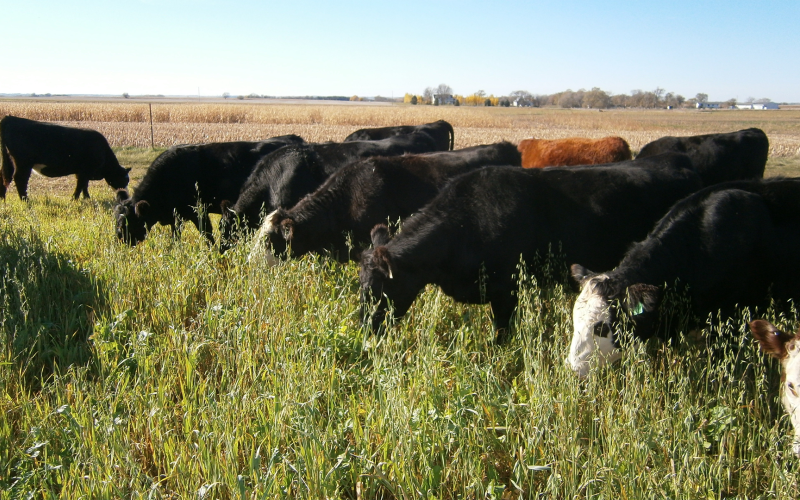 Using the ‘Grazing Stick’ To Assess Pasture Forage