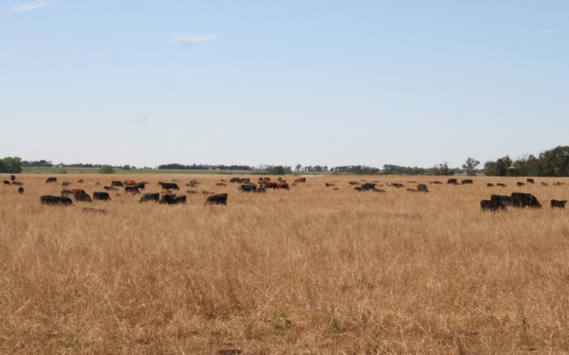 The Lasting Effects of Overgrazing on Rangeland Ecosystems