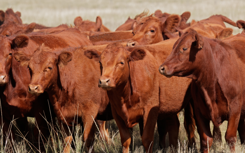 Considerations of Urea Use in Cattle Rations