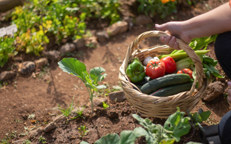 Master Gardener Volunteer Program