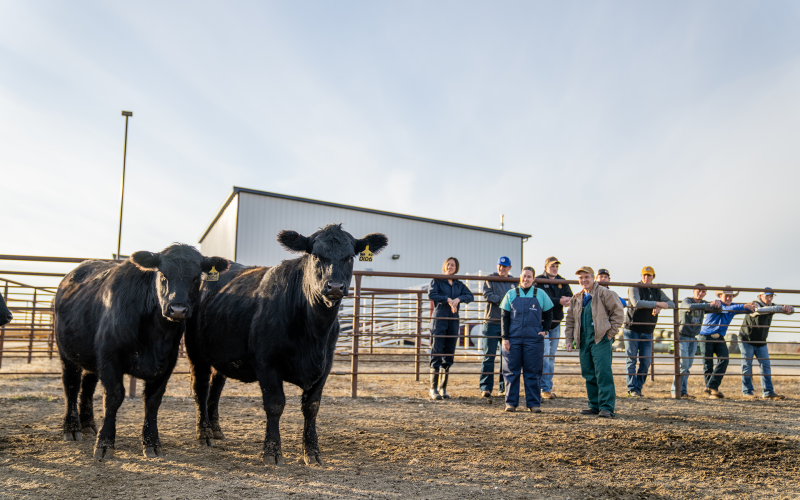 Beef Carcass Yield Grades: What do they mean and how are they calculated?