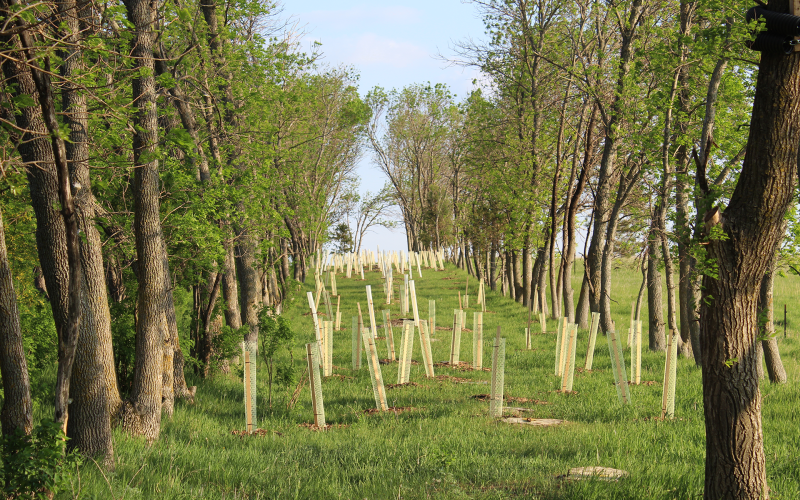Insecticides for Protecting Pine Trees from Mountain Pine Beetle