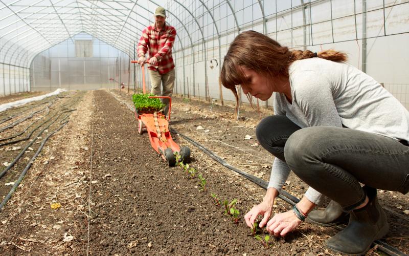 Fall Frost Tolerance of Common Vegetables